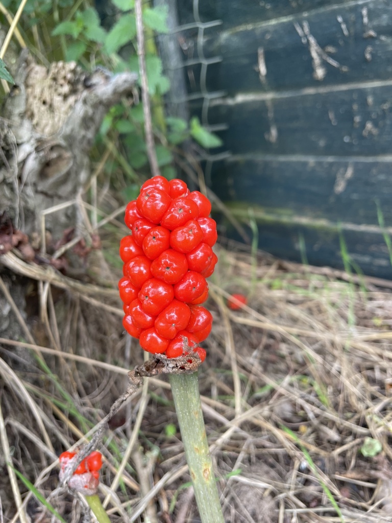 Cuckoo-pint from Mill Road, Halesworth, England, GB on August 8, 2023 ...