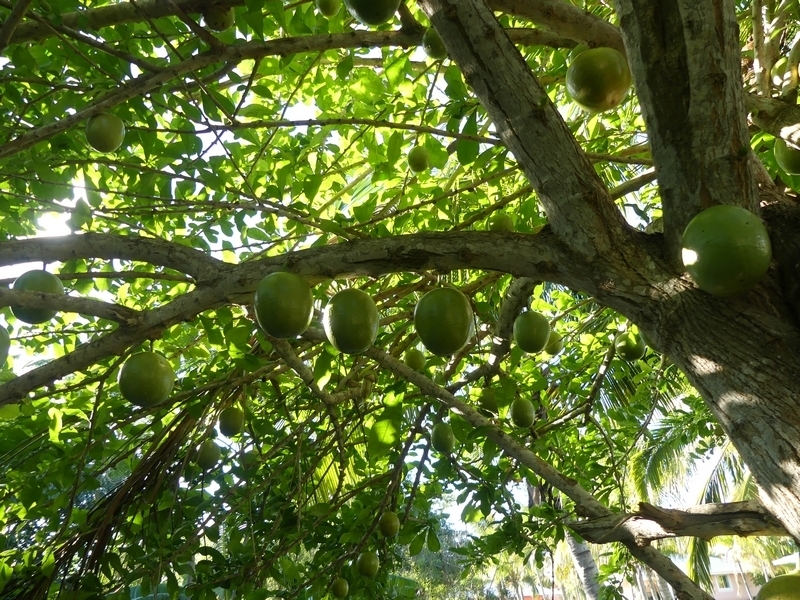 Calabash Tree from Banes, Cuba on January 10, 2019 at 11:42 AM by ...