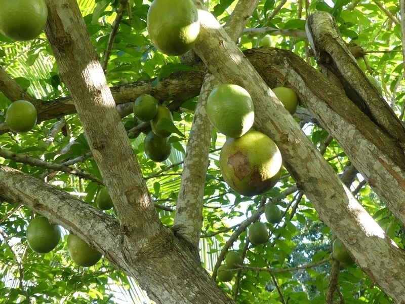 Calabash Tree (Crescentia cujete) - Botanical Realm