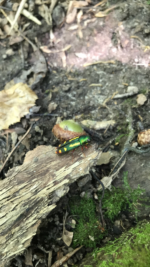 Red-legged Buprestis Beetle in August 2023 by djdallin · iNaturalist