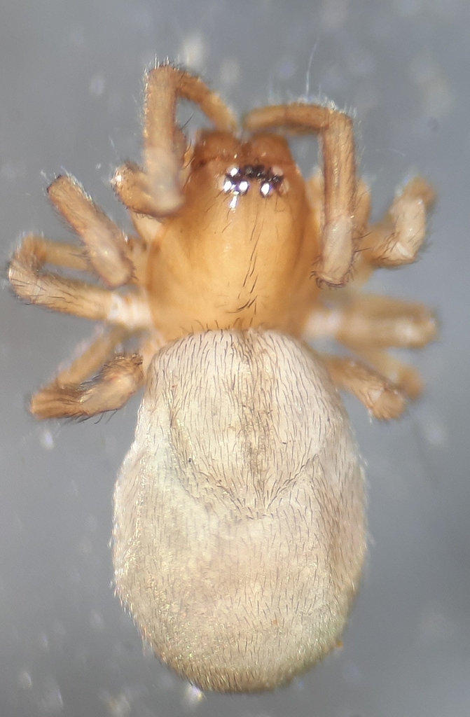 Hackmania prominula from Location: 51.362890, -122.151100 on May 27, 2023 by BC Spider Diversity ...