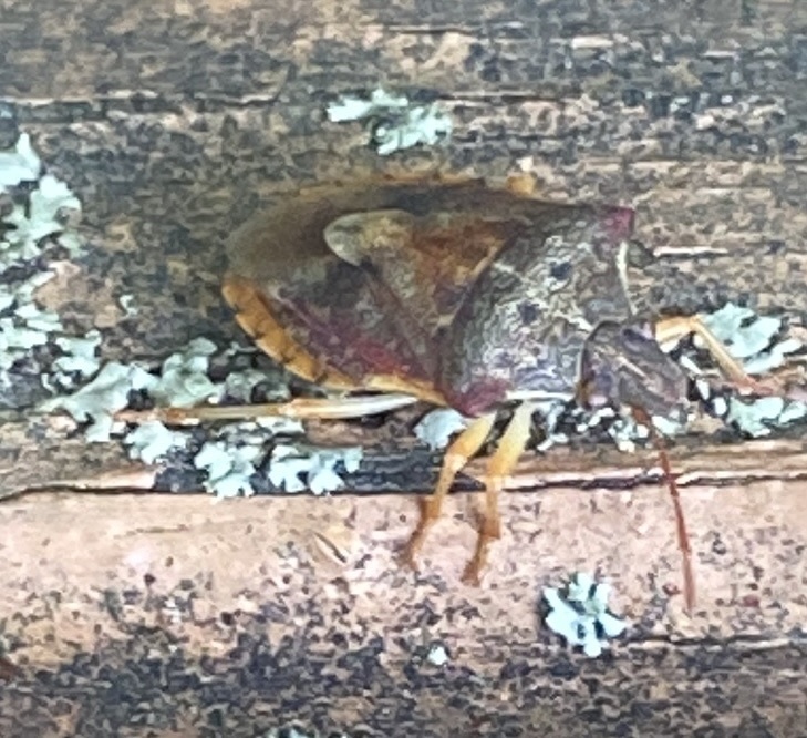 Dendrocoris humeralis in August 2023 by Mark · iNaturalist