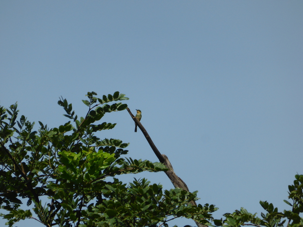 Typical Bee-eaters from Kiang West, The Gambia on July 15, 2015 at 06: ...