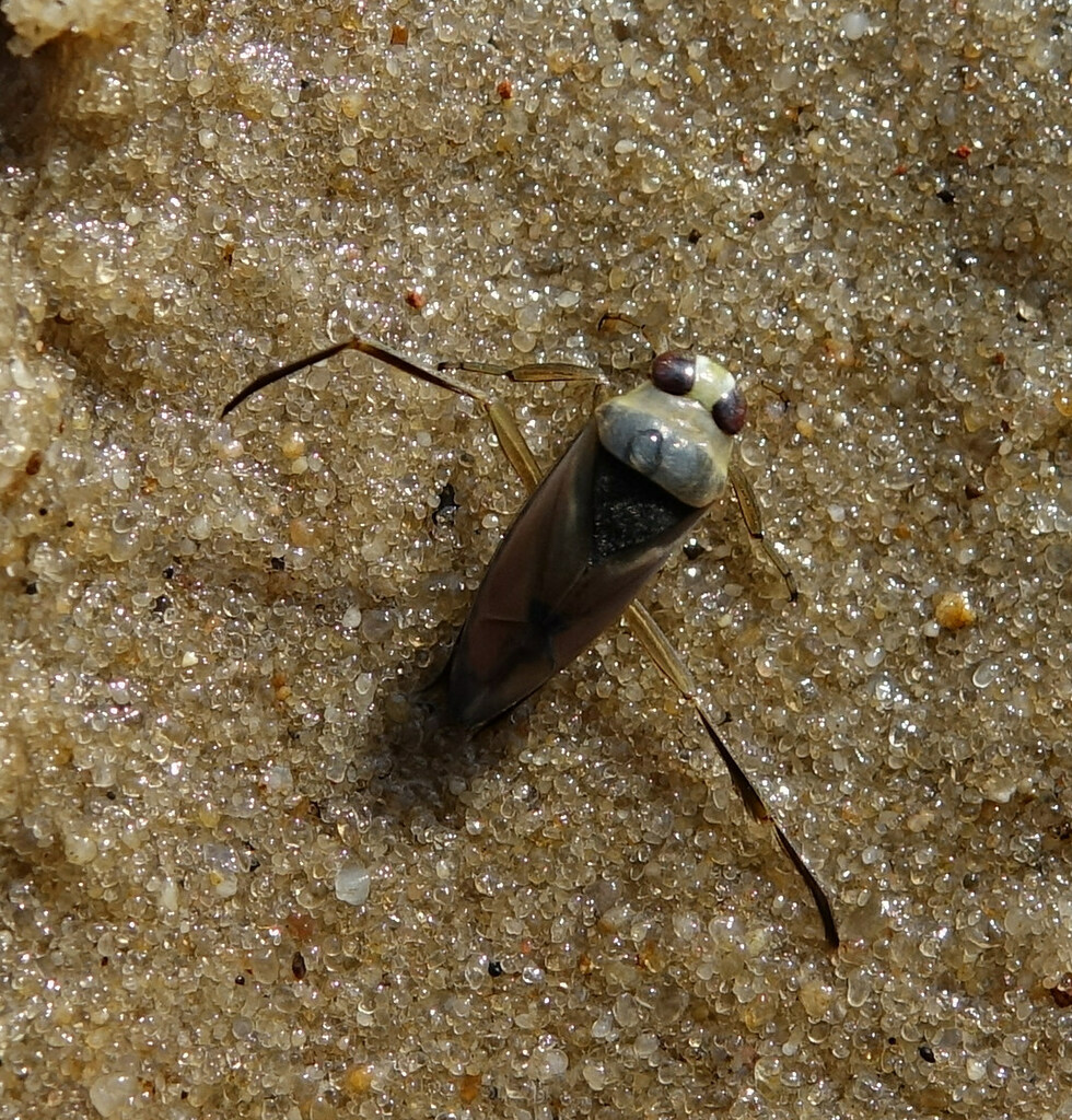 Greater Water Boatman from Шацкий р-н, Рязанская обл., Россия on August ...
