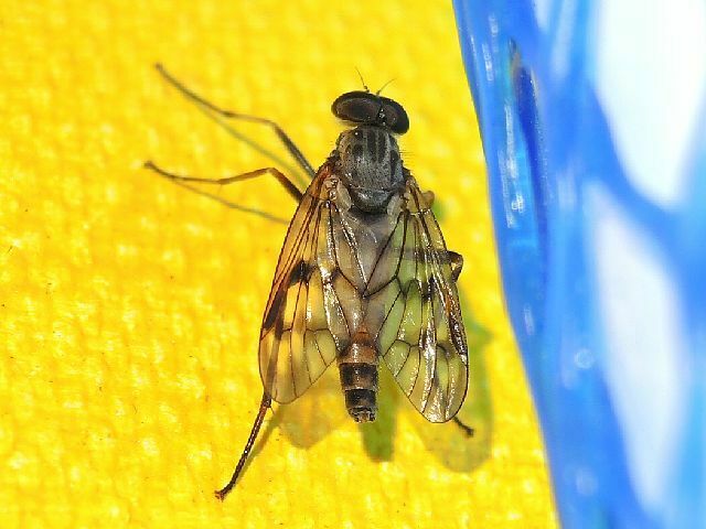 Lesser Variegated Snipe Fly in May 2023 by privatenoaccess · iNaturalist