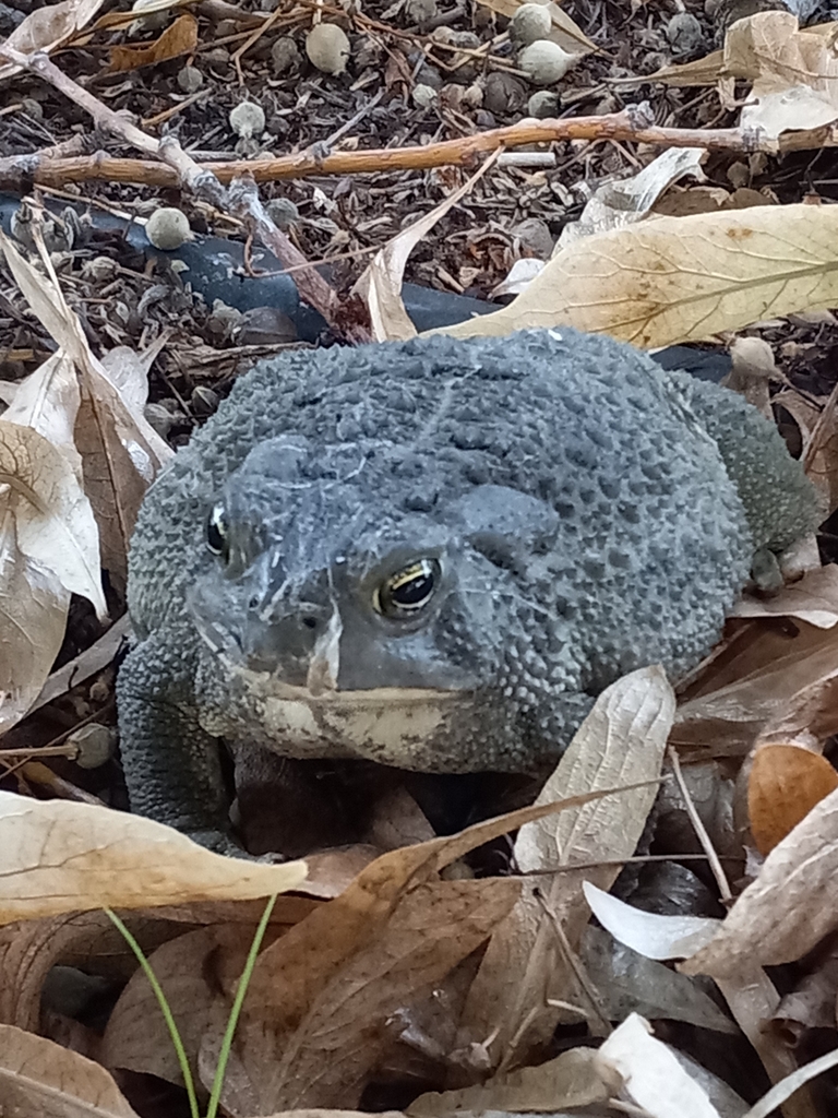 Woodhouse's Toad from Big Springs, NE, USA on August 8, 2023 at 01:56 ...