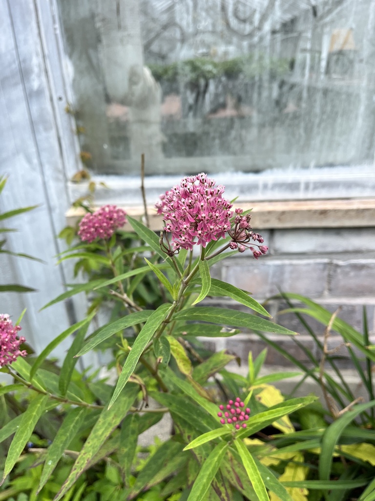 swamp milkweed from Belle Isle Park, Detroit, MI, US on August 7, 2023 ...