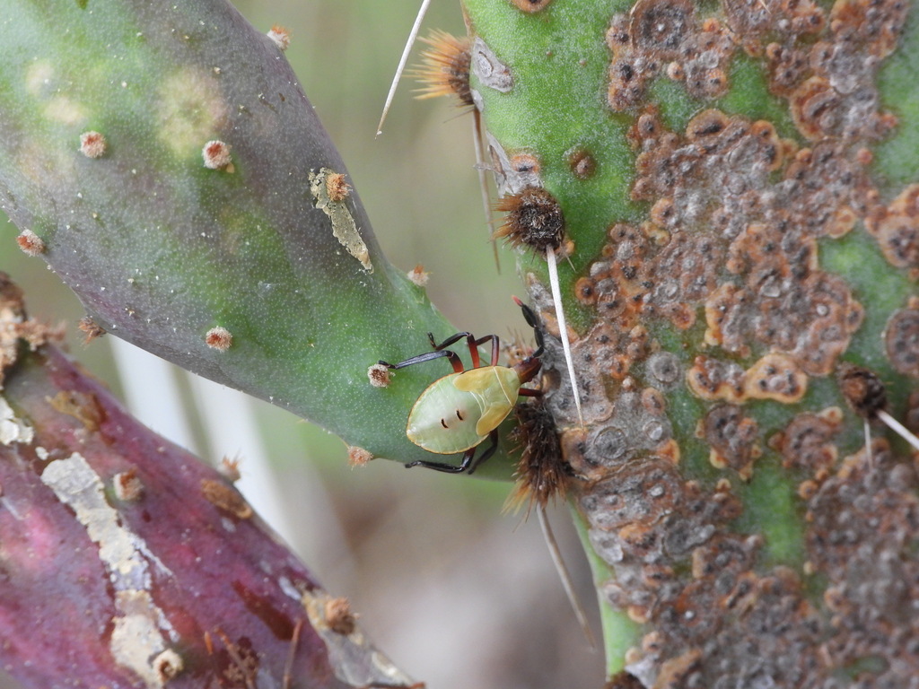 Cactus Coreid Bug from Mineral Wells, TX, USA on August 8, 2023 at 09: ...