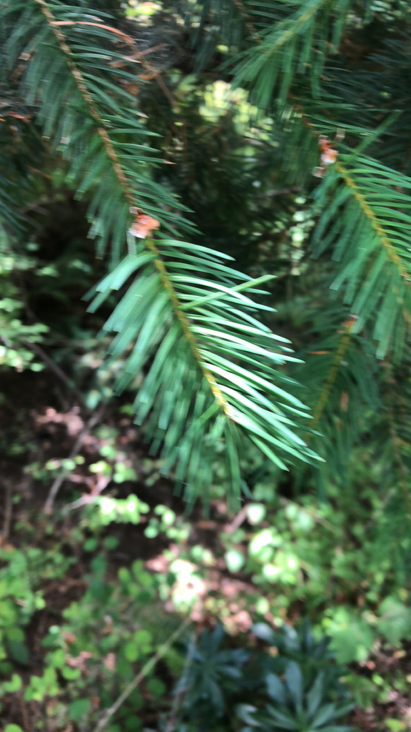 pine family from Bellingham on August 8, 2023 at 01:48 PM by Gus rose ...
