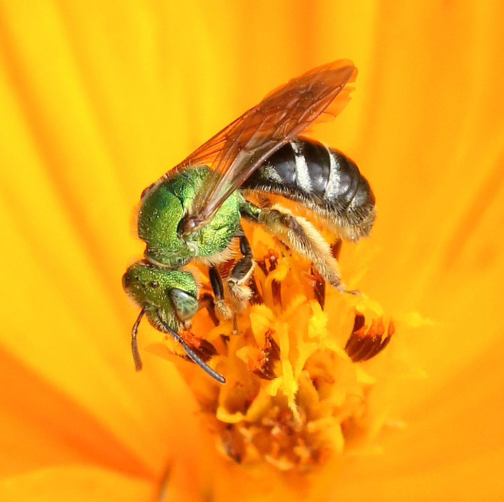 Bicolored Striped Sweat Bee in August 2023 by Sherrie Quillen. on ...