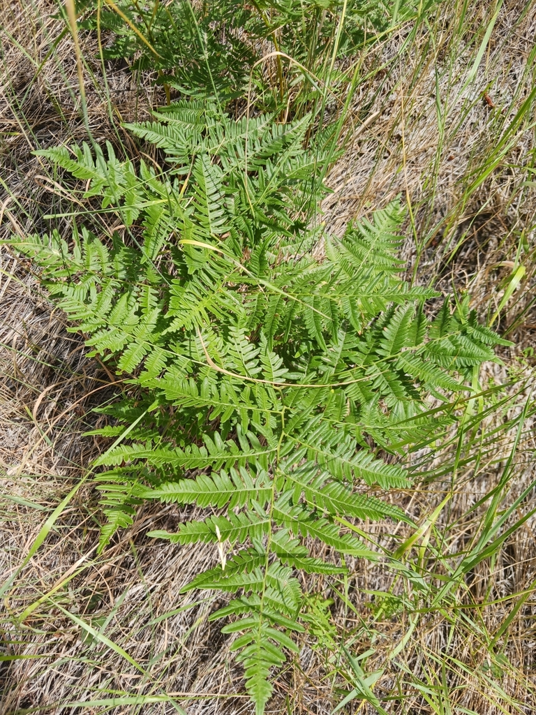 common bracken from Lostine, OR 97857, USA on August 8, 2023 at 01:04 ...