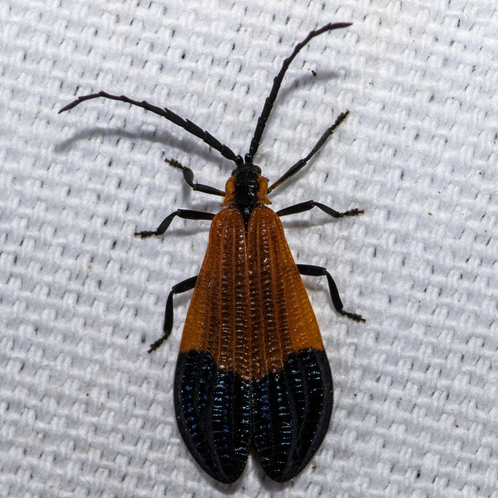 End Band Net-winged Beetle from Allen Acres, Vernon Parish, LA, USA on ...