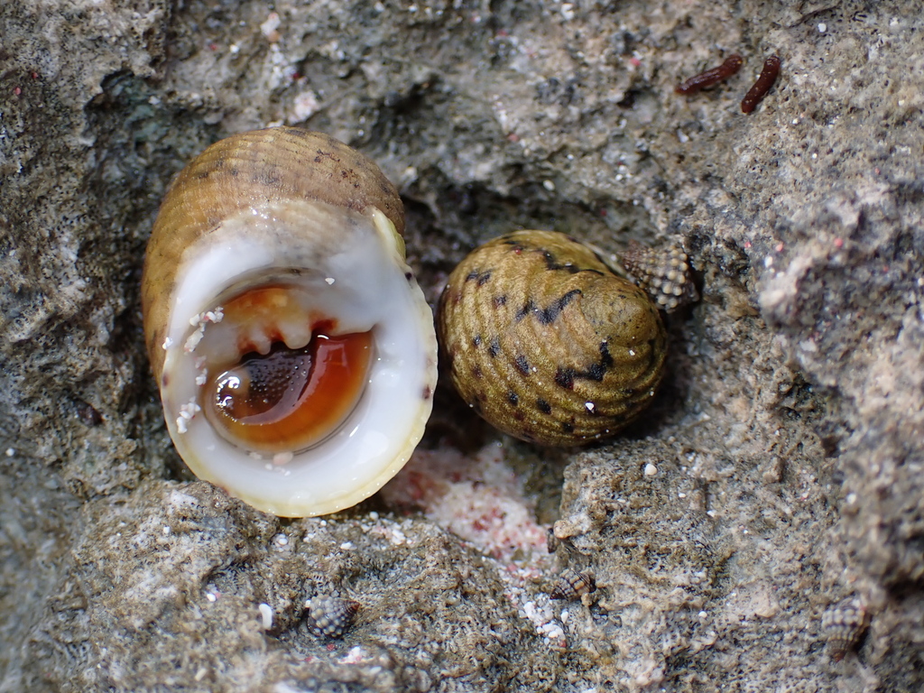Bleeding Tooth Nerite from Kralendijk, Caribbean Netherlands on July 5 ...