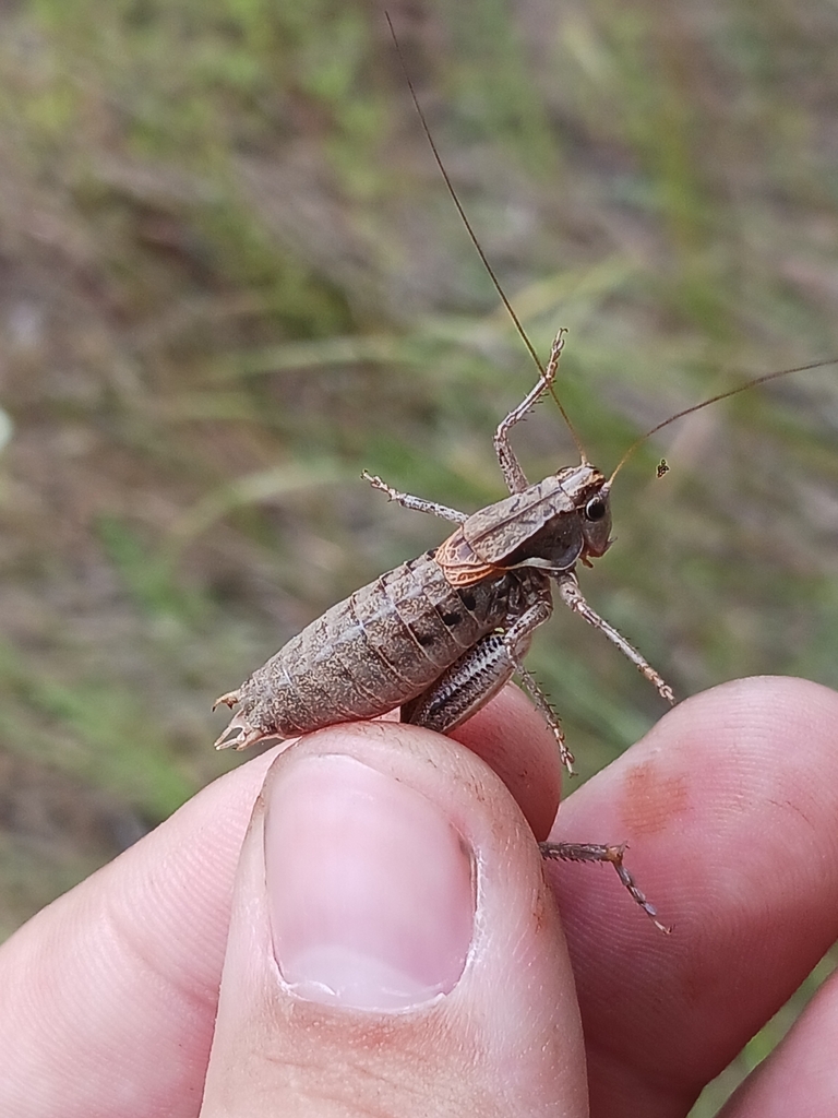 Steiroxys from Elgin, OR 97827, USA on August 8, 2023 at 01:25 PM by ...