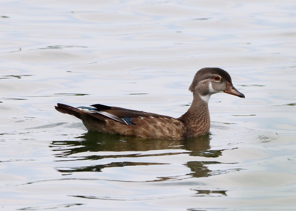 Wood Duck from Middlesex County, ON, Canada on August 8, 2023 at 12:55 ...