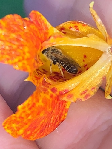 Observations by sylshessa · iNaturalist