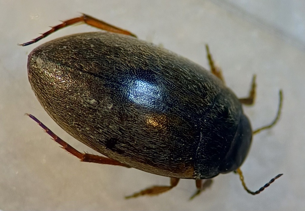 Hydroporus from 5601 Faaborg, Danmark on August 8, 2023 at 11:28 PM by ...