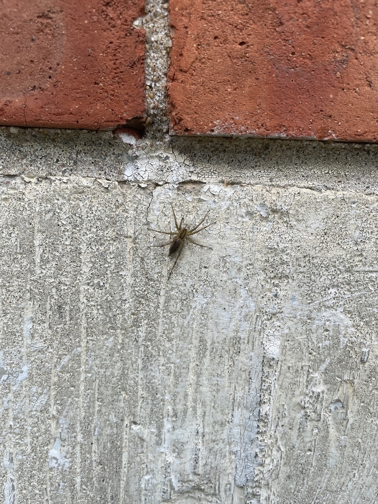 Grass Spiders in August 2023 by Angela Brinker · iNaturalist