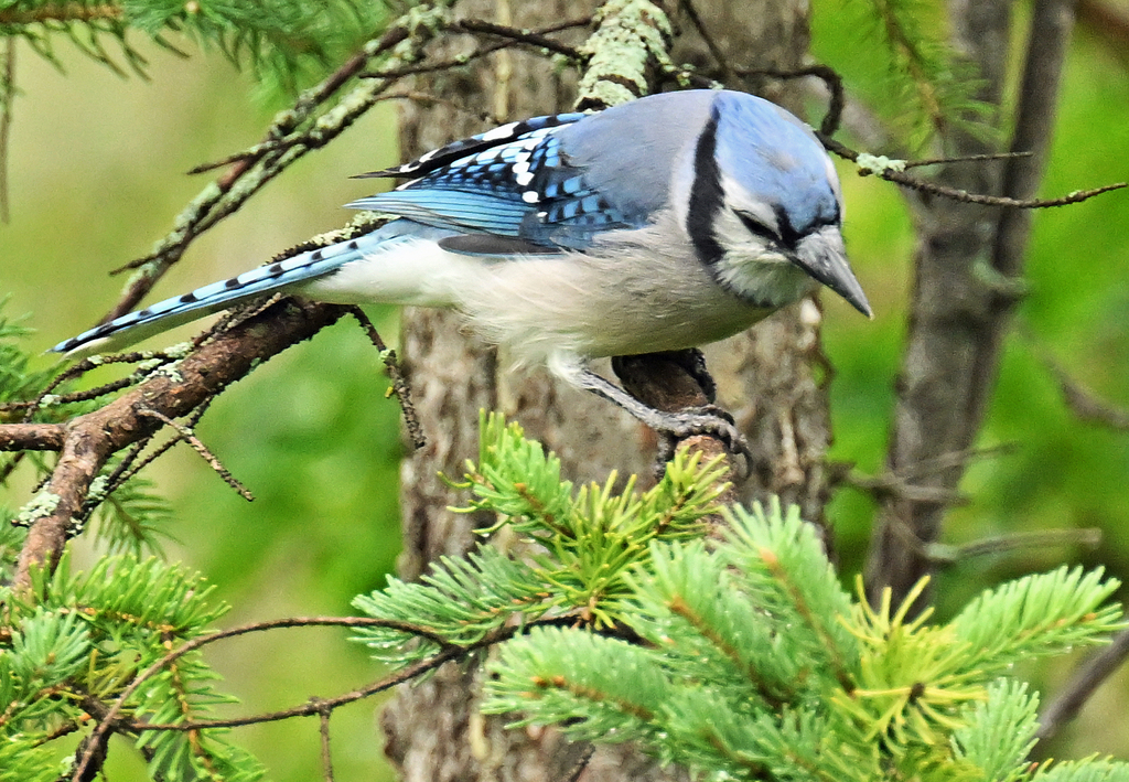 Blue Jay from River Valley Whitemud, Edmonton, AB, Canada on August 8 ...