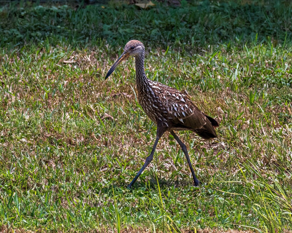 Limpkin from Fort Bend County, TX, USA on August 6, 2023 at 11:42 AM by ...