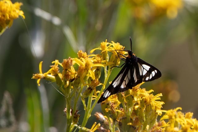 Police Car Moth from 1043 Trail Ridge Rd, Estes Park, CO 80517, USA on ...