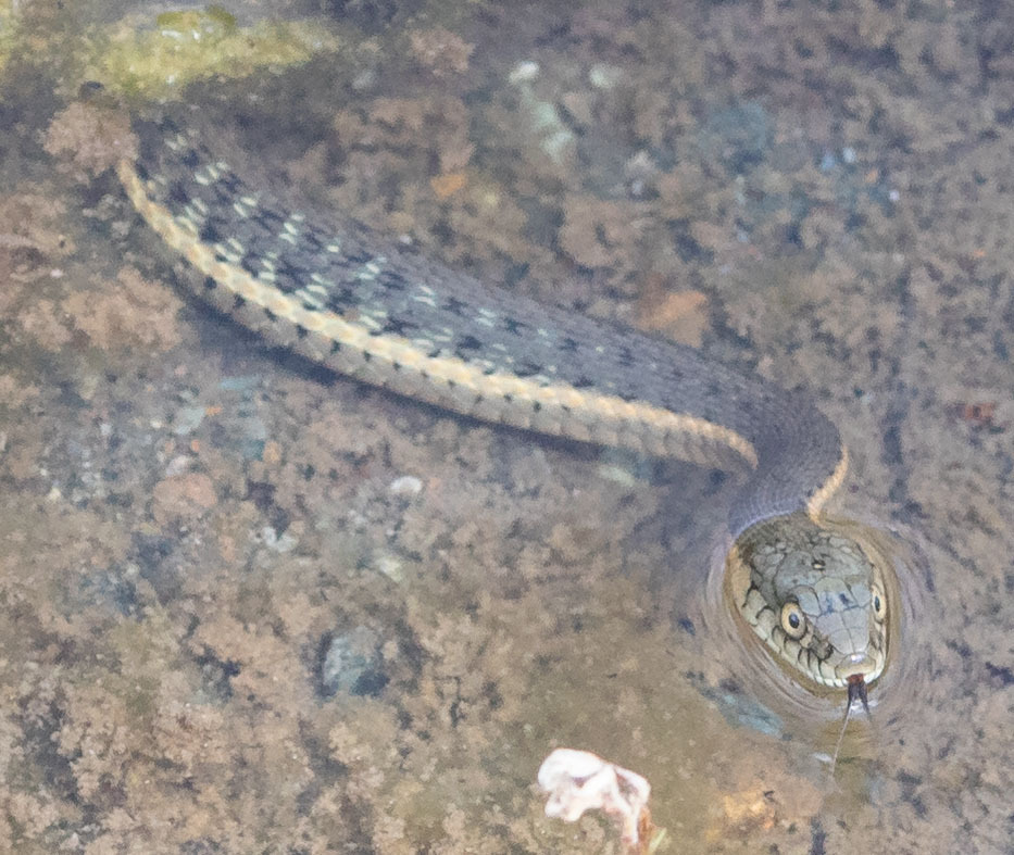 Two-striped Garter Snake in July 2023 by Paul G. Johnson · iNaturalist