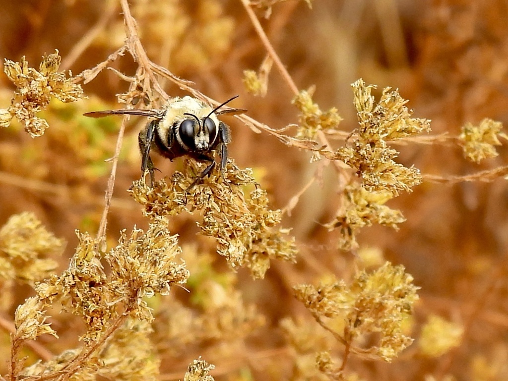 Crotch's Bumble Bee from Kate Sessions Neighborhood Park, San Diego, CA ...