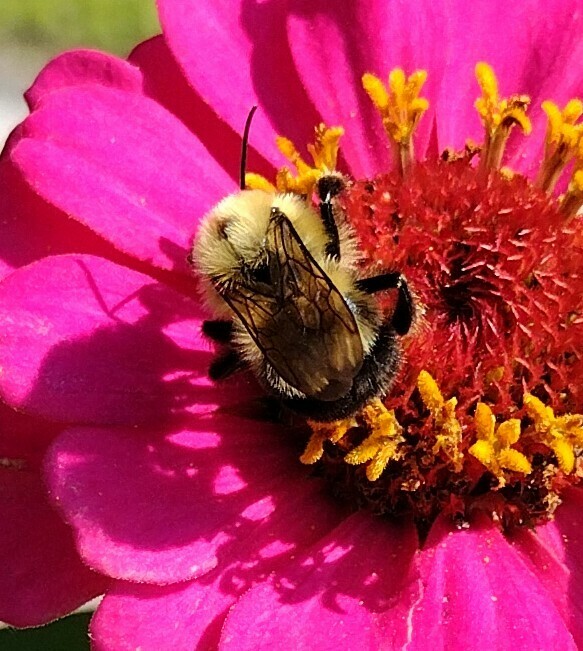 Two-spotted Bumble Bee from Kearney, NE, USA on August 8, 2023 at 04:40 ...