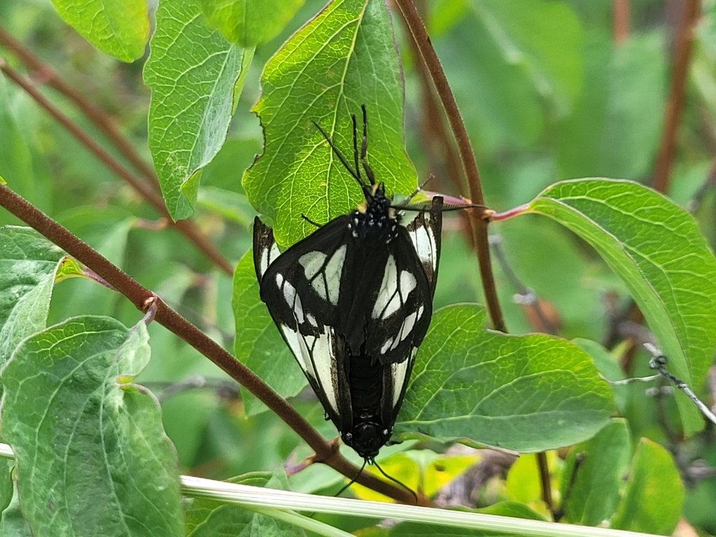 Police Car Moth from Gypsum, CO 81637, USA on August 8, 2023 at 02:48 ...