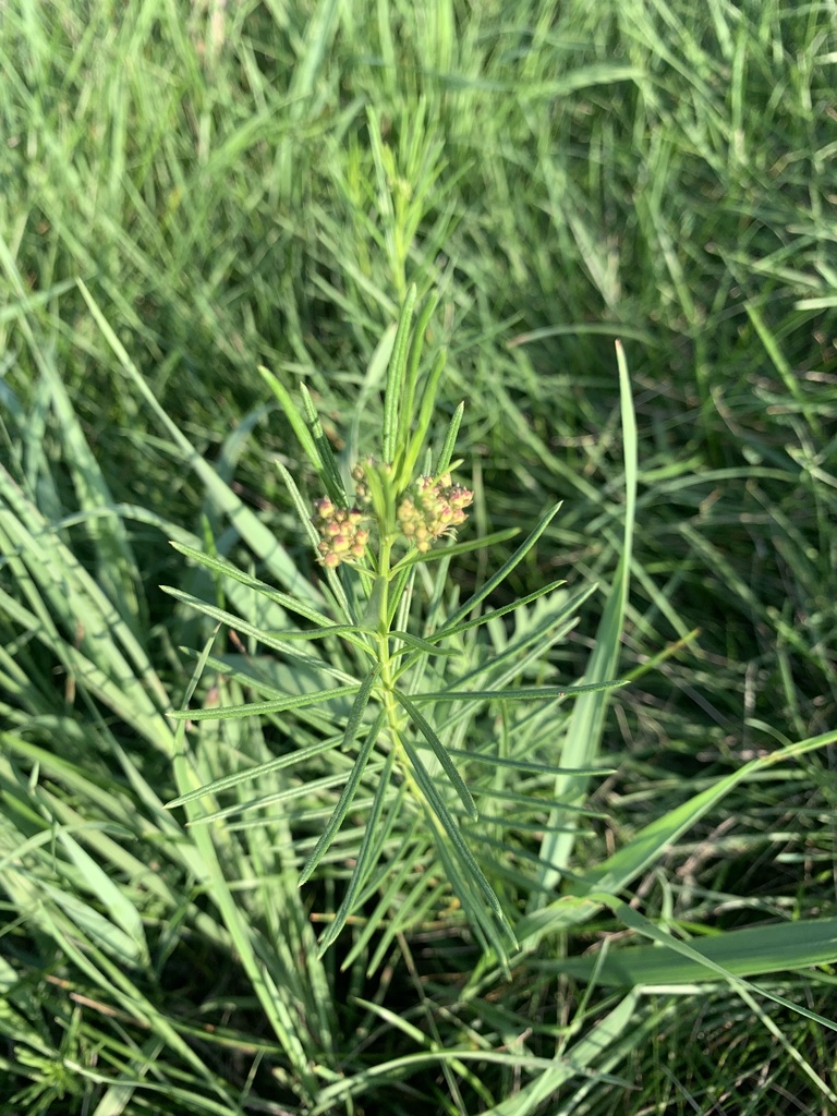 whorled milkweed from Mahoney Golf Course, Lincoln, NE, US on August 3 ...