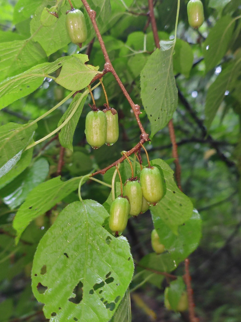 Chinese gooseberries and kiwifruits (Actinidiaceae) - Botanical Realm