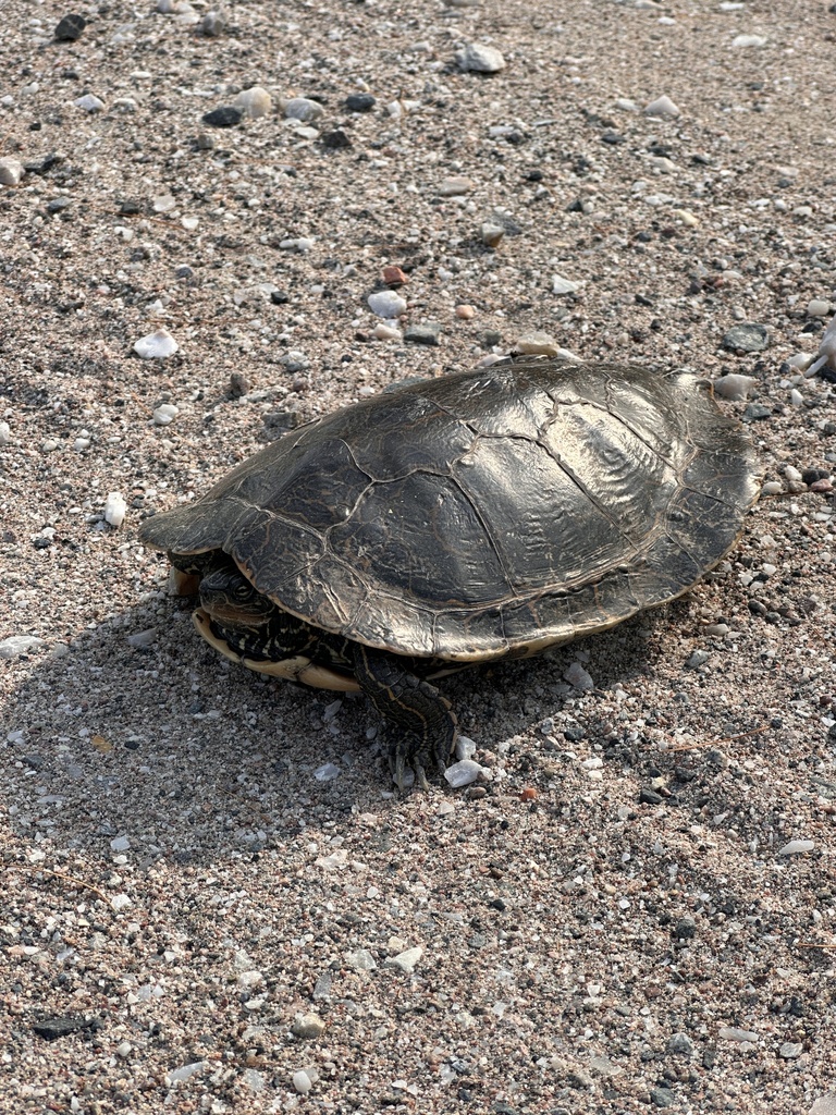 Northern Map Turtle in June 2023 by jess_paibomsai · iNaturalist
