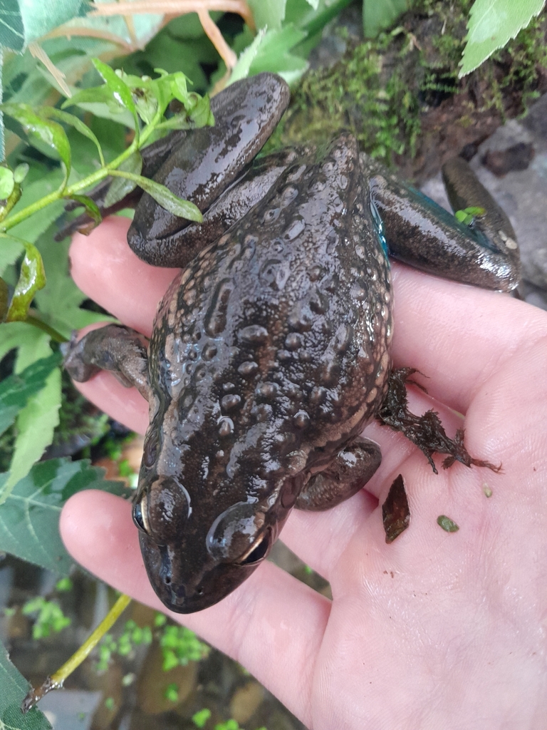 Southern Bell Frog from Kaukapakapa, New Zealand on August 6, 2023 at ...