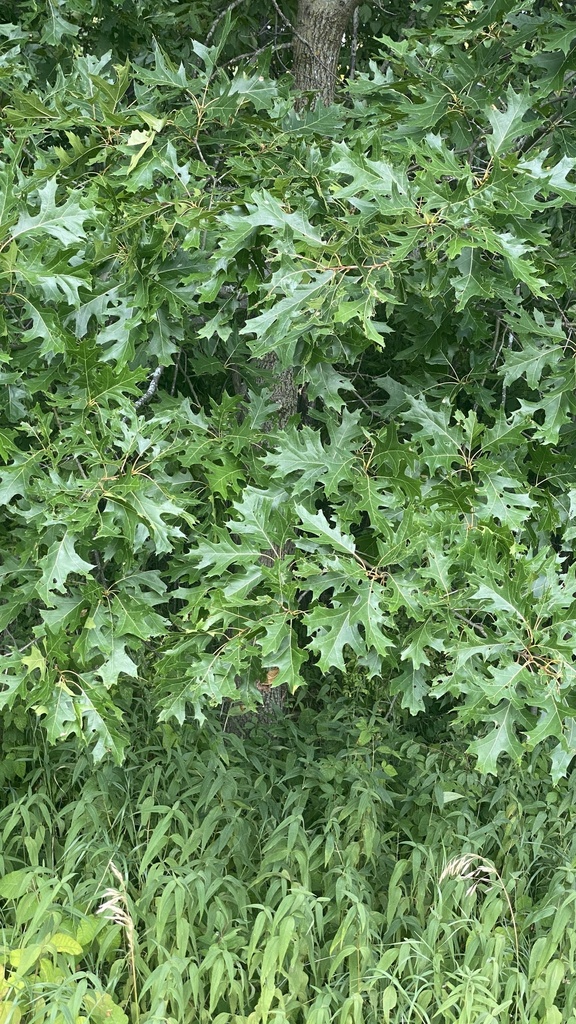 northern pin oak in August 2023 by Mark · iNaturalist