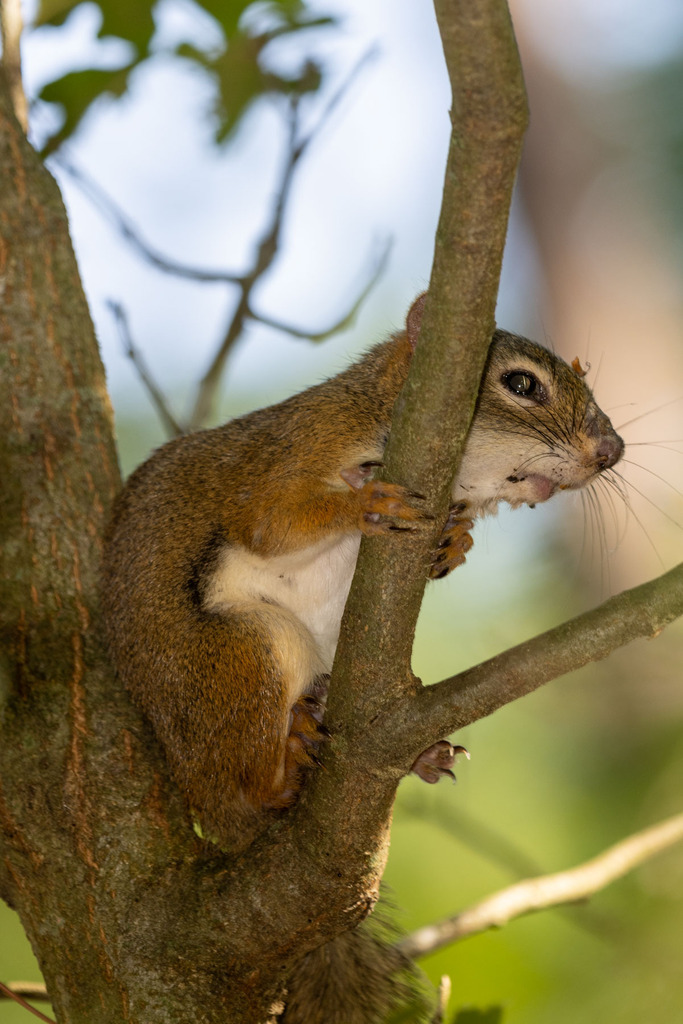 American Red Squirrel from Waupaca County, WI, USA on August 3, 2023 at ...
