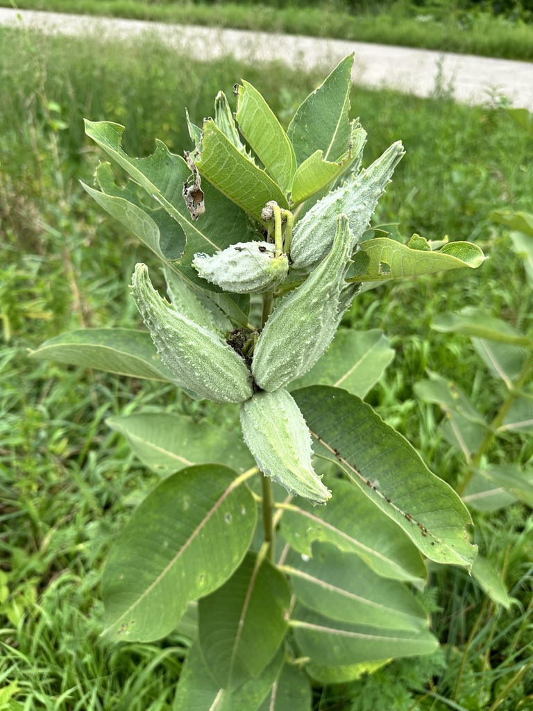 common milkweed from S Nelson Rd, Brodhead, WI, US on August 6, 2023 at ...