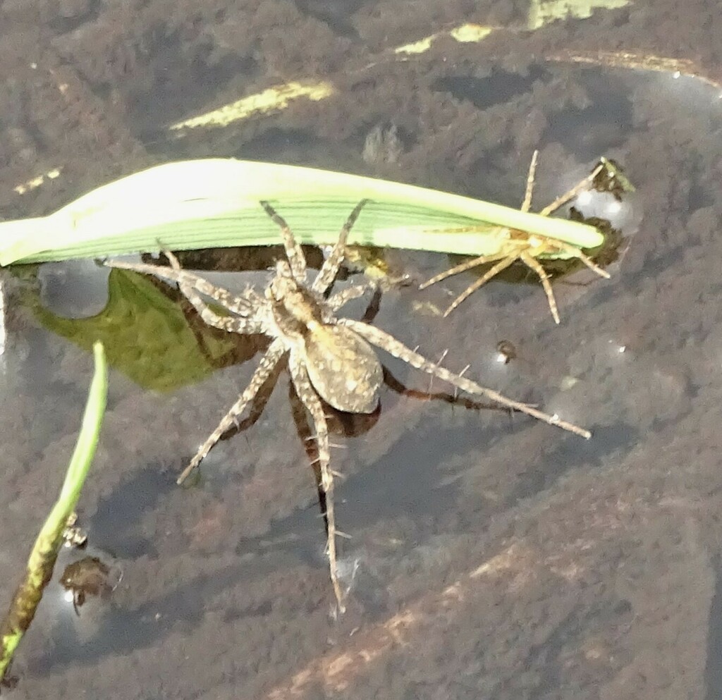 Thin-legged Wolf Spiders from St. Michael's Natural Area, Colchester ...