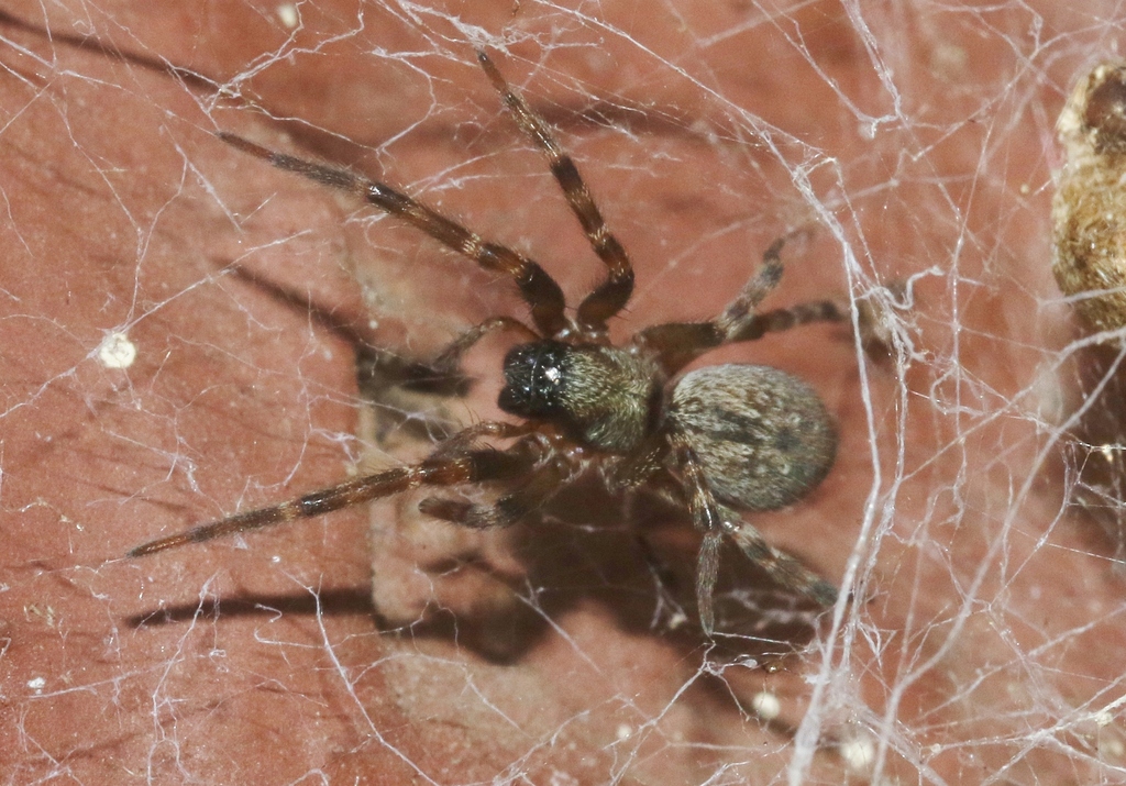 Grey House Spider from Hawaii County, HI, USA on July 22, 2023 at 08:10 ...