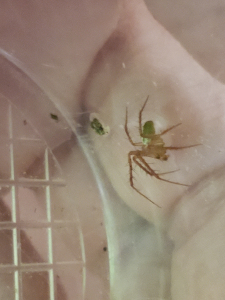 Entelegyne Spiders from Garner, NC, USA on August 8, 2023 at 11:44 AM ...