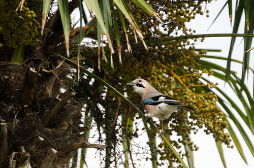 Crimean Jay (Subspecies Garrulus glandarius iphigenia) · iNaturalist