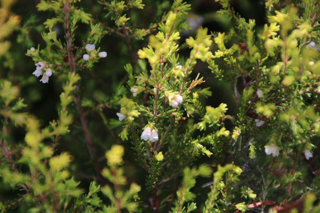 Pearl Heath from Artist Wetland, Tokai Park, Table Mountain National ...