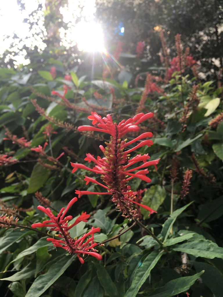 Firespike (Guía de observación del Parque Lineal de la Frontera ...