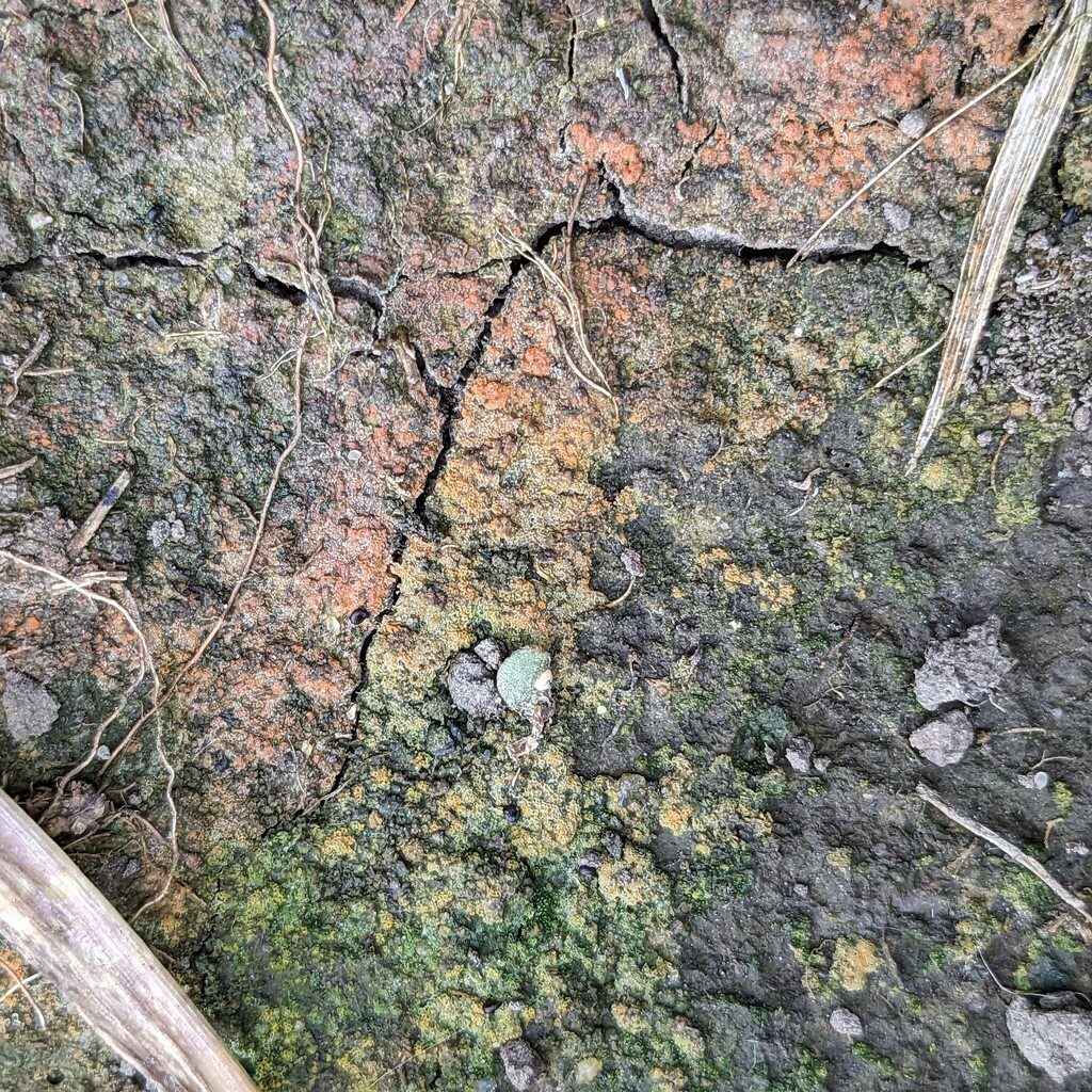 Botrydium granulatum from South Central Omaha, Omaha, NE, USA on August ...