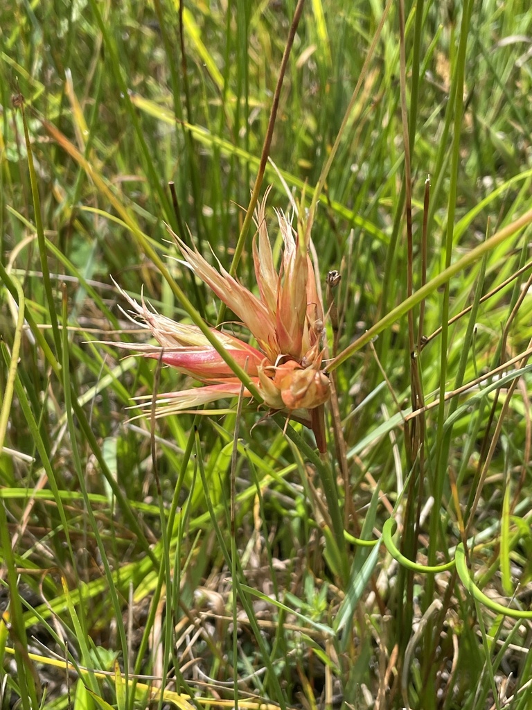 Rushes and Allies in August 2023 by christian_nunes · iNaturalist