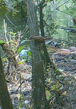Carolina Wren from Montgomery County, TX, USA on August 4, 2023 at 03: ...