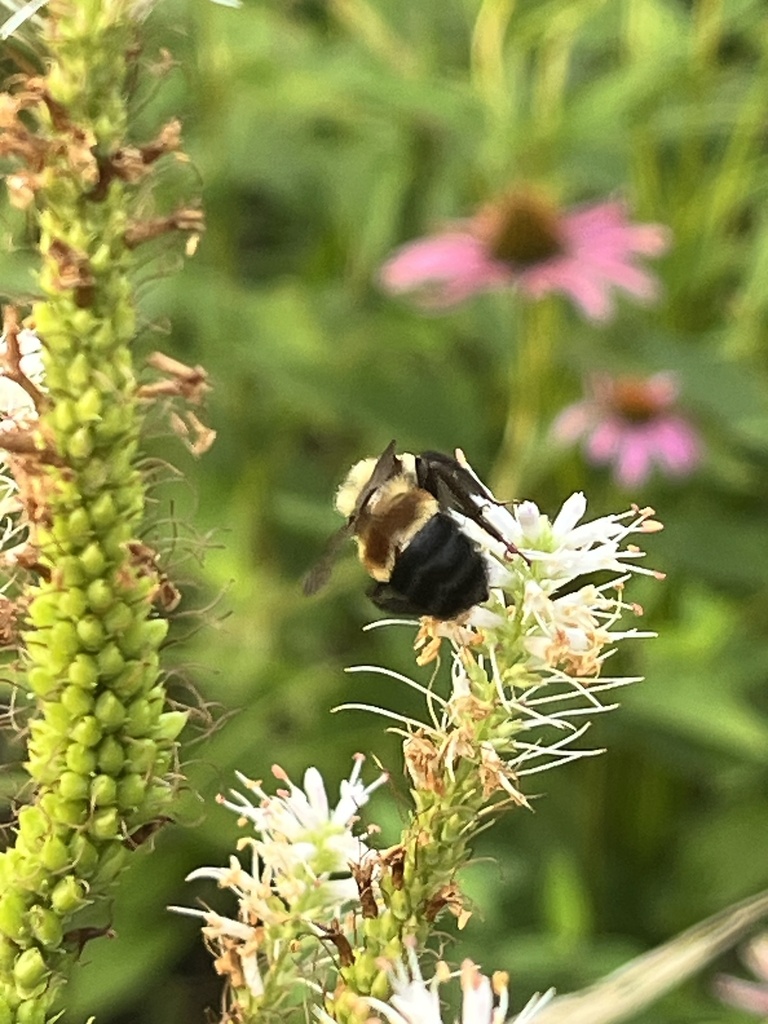 Rusty-patched Bumble Bee in August 2023 by asech01 · iNaturalist
