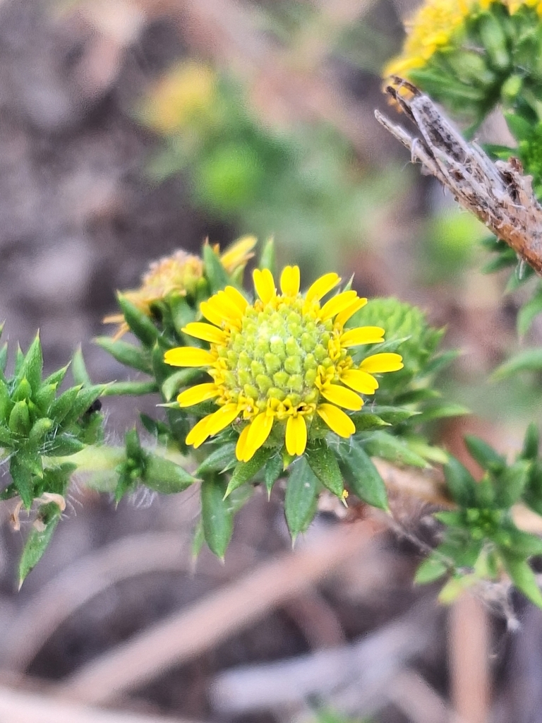 Common Spikeweed from Temecula, CA, USA on August 8, 2023 at 06:19 PM ...