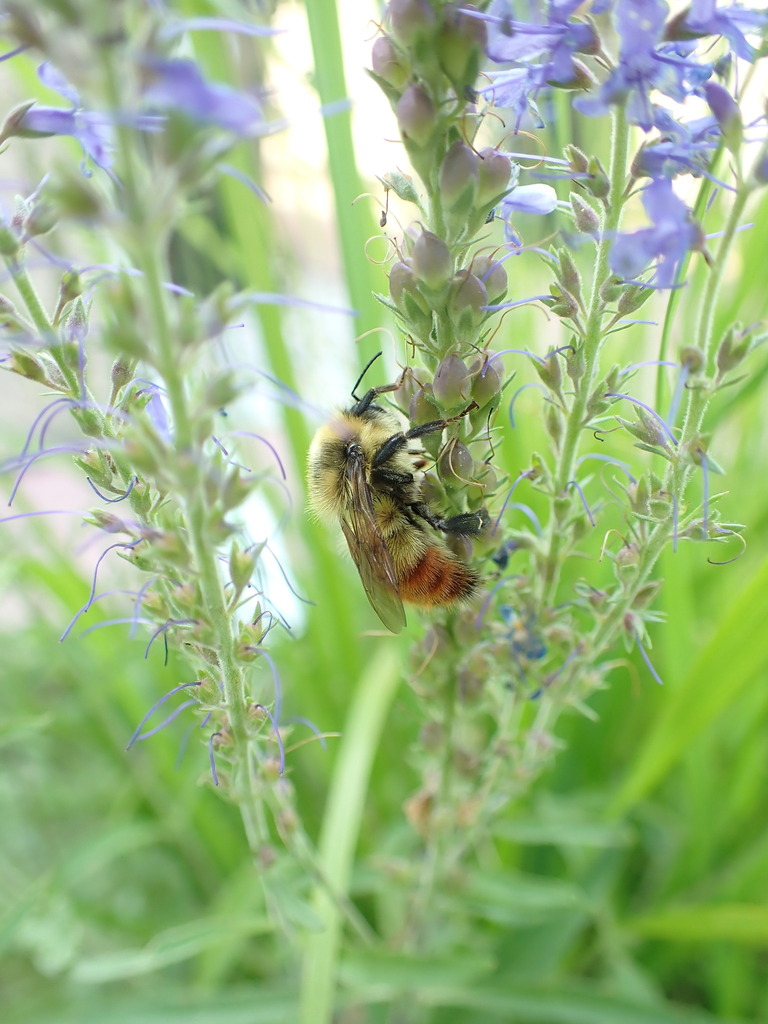 Red-belted Bumble Bee from Division No. 6, Alberta, Canada on August 3 ...