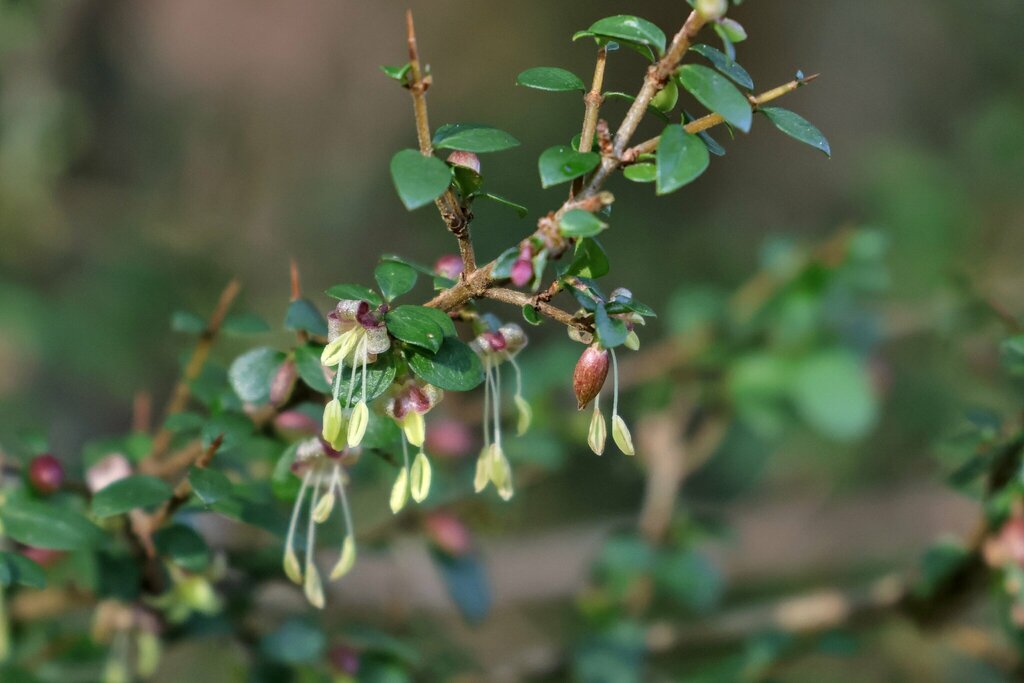 Prickly Currant-Bush from Menzies Creek VIC 3159, Australia on August 2 ...