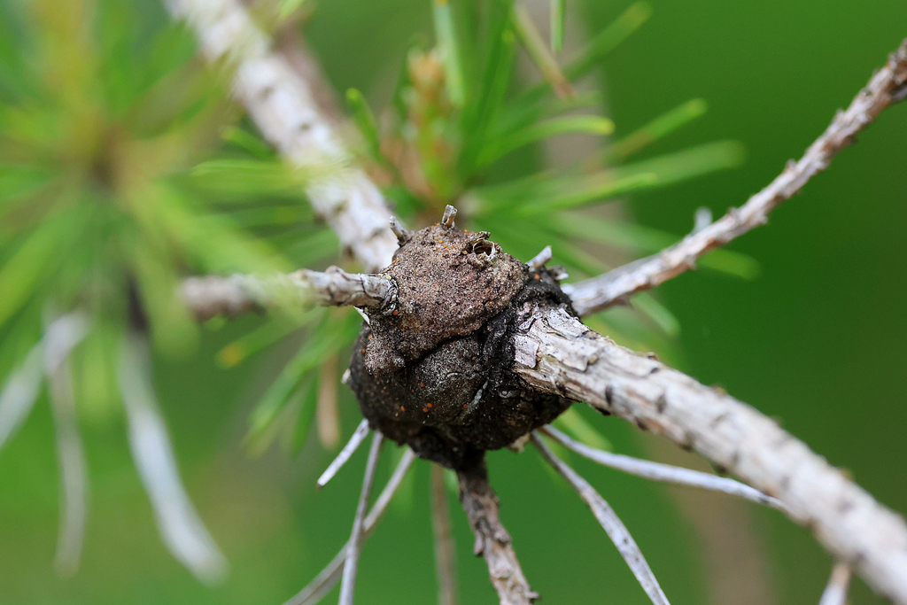 Pine-oak gall rust from Schoodic Point, Winter Harbor, ME, USA on June ...